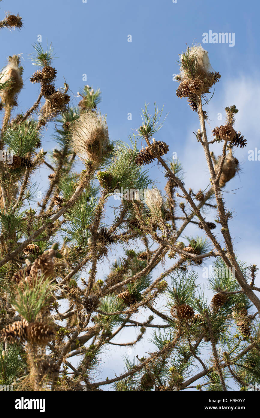 Pinien prozessionsspinner hi-res stock photography and images - Alamy