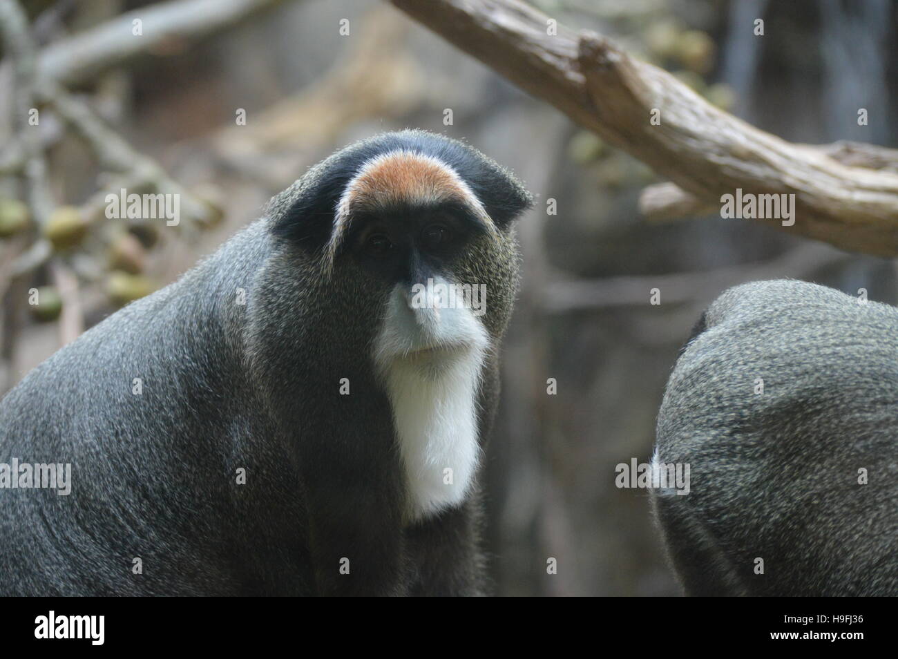 Beard monkey hi-res stock photography and images - Alamy