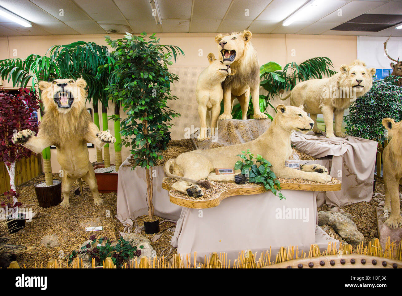 Museum animal stuffed hi-res stock photography and images - Alamy