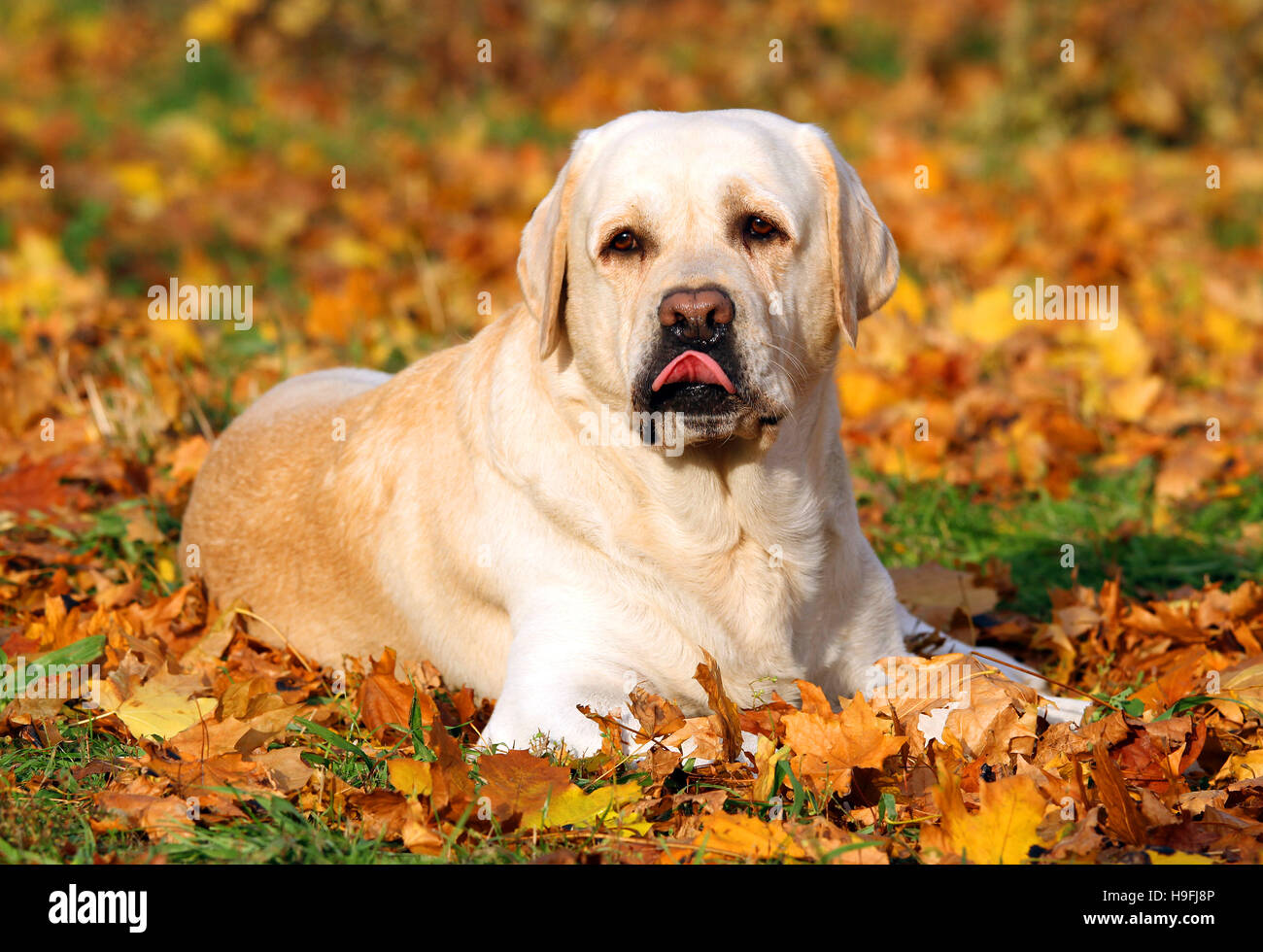 the cute nice yellow labrador in the park in autumn Stock Photo - Alamy