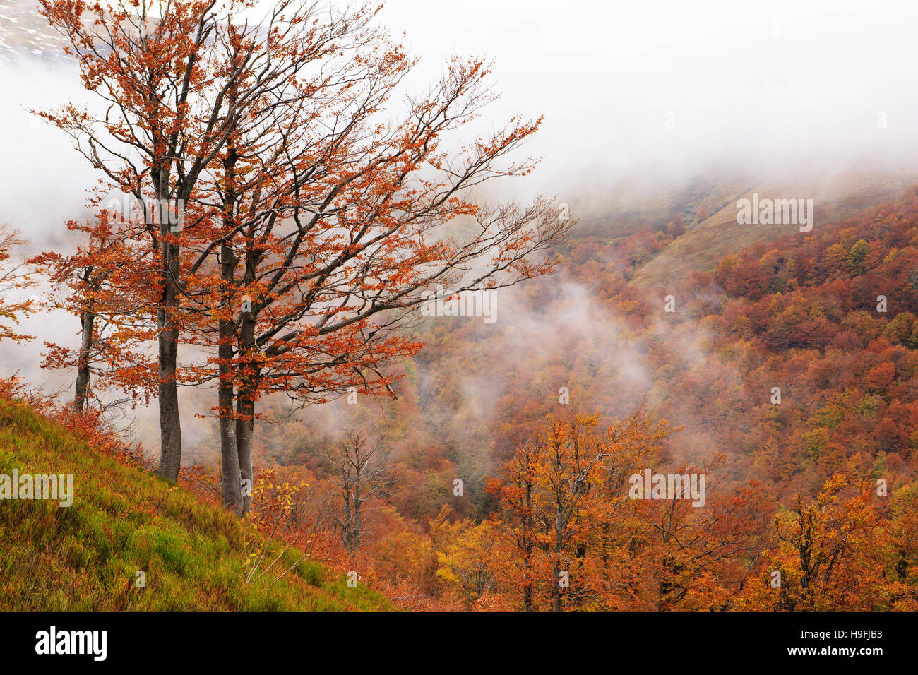 The sun's rays shine through the golden leaves of beeches in the foggy morning in a golden ...