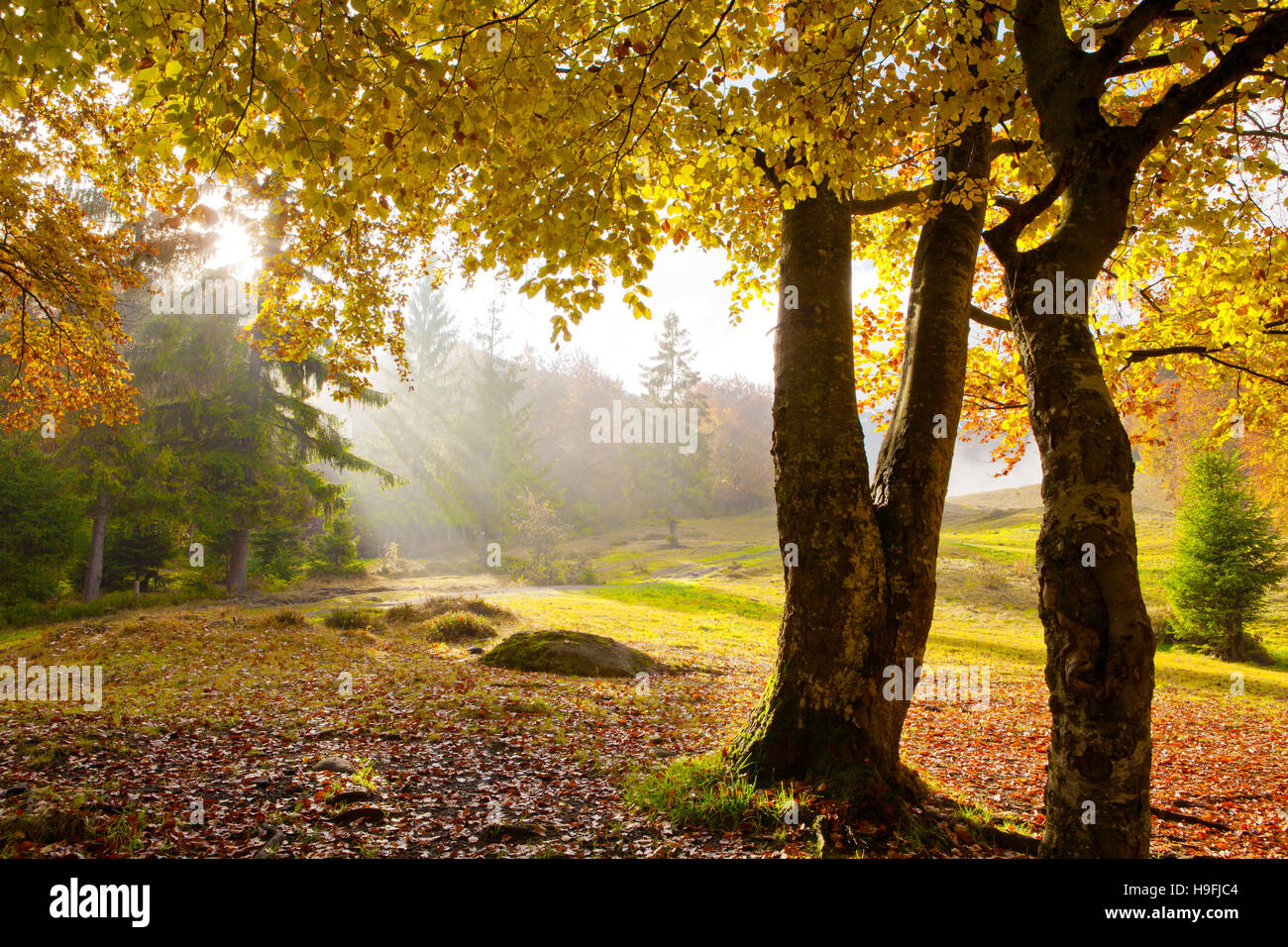 The sun's rays shine through the golden leaves of beeches in the foggy morning in a golden ...