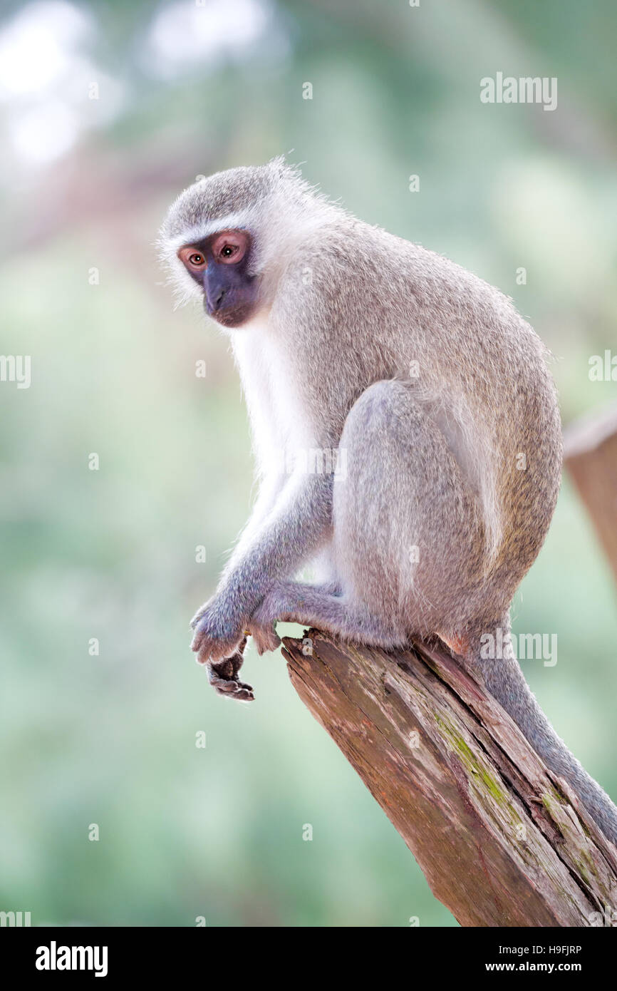 blur in south africa kruger wildlife nature reserve and wild monkey ...