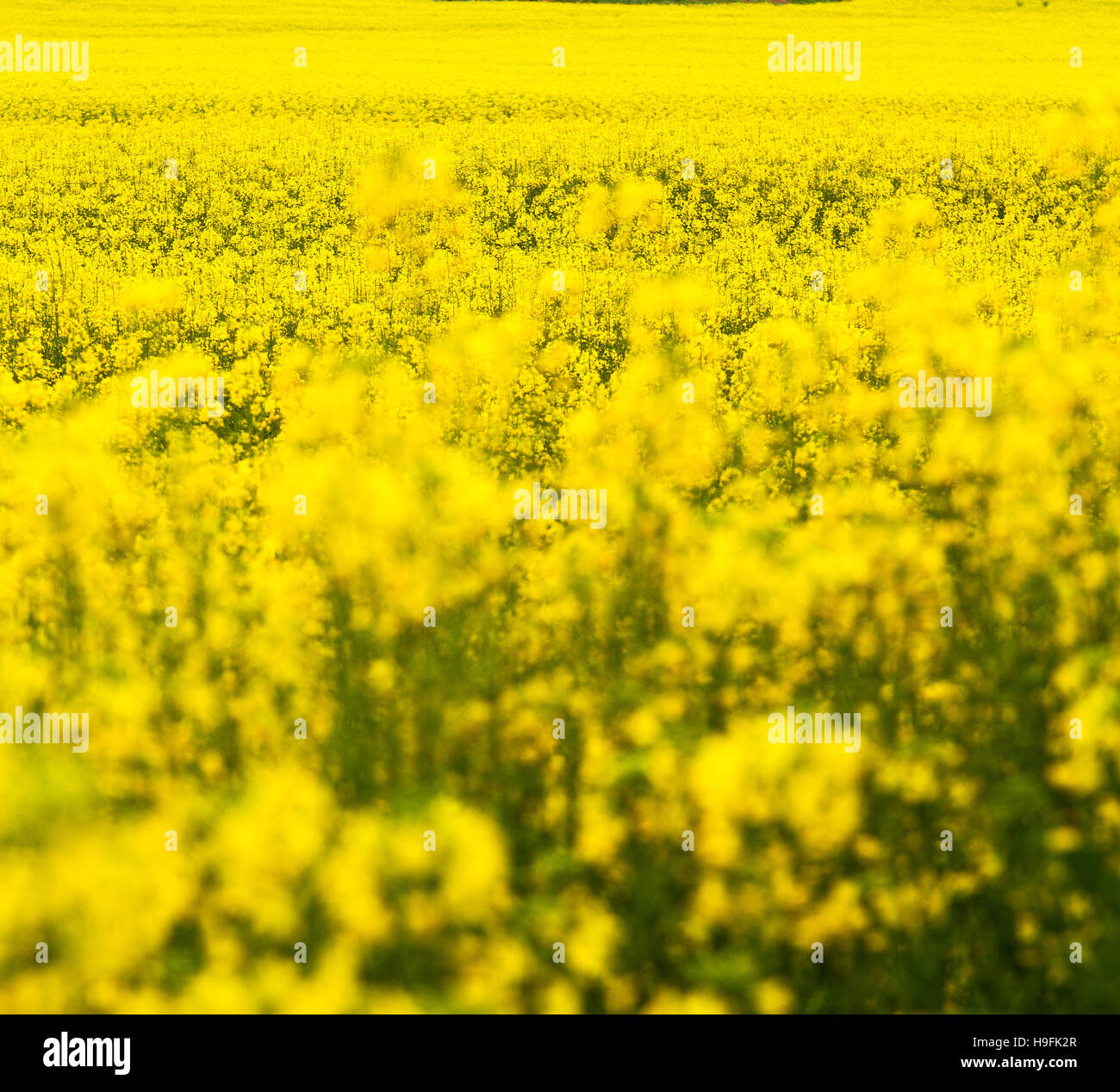 in south africa close up of the colza yellow field like texture ...
