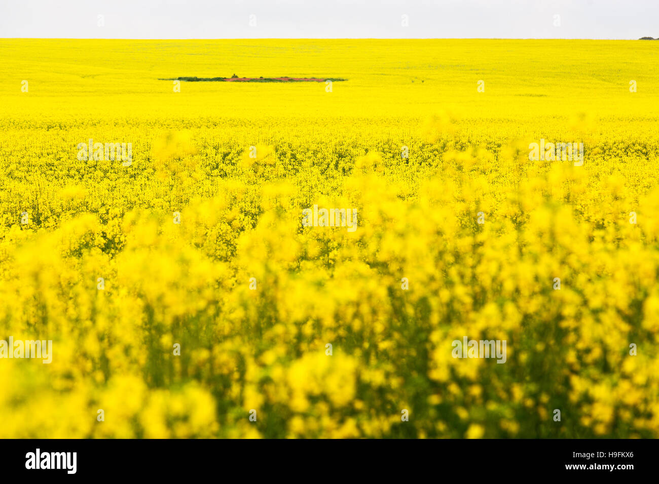 in south africa close up of the colza yellow field like texture ...