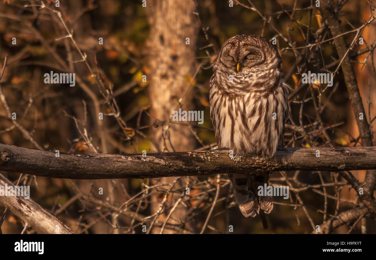 Barred owl resting in the autumn sun Stock Photo - Alamy