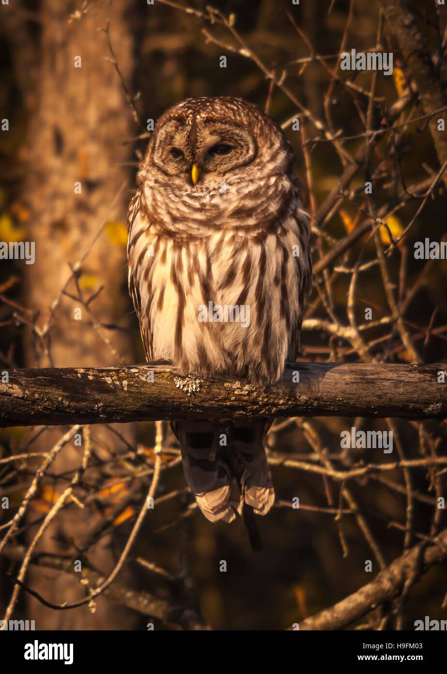 Barred owl resting hi-res stock photography and images - Alamy