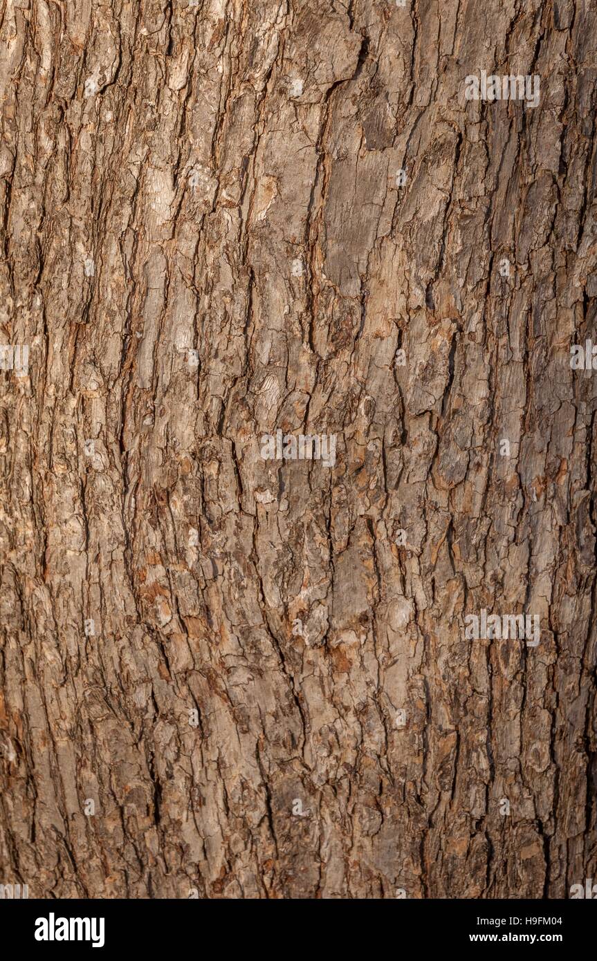 Tree trunk in the park. 2 Stock Photo - Alamy