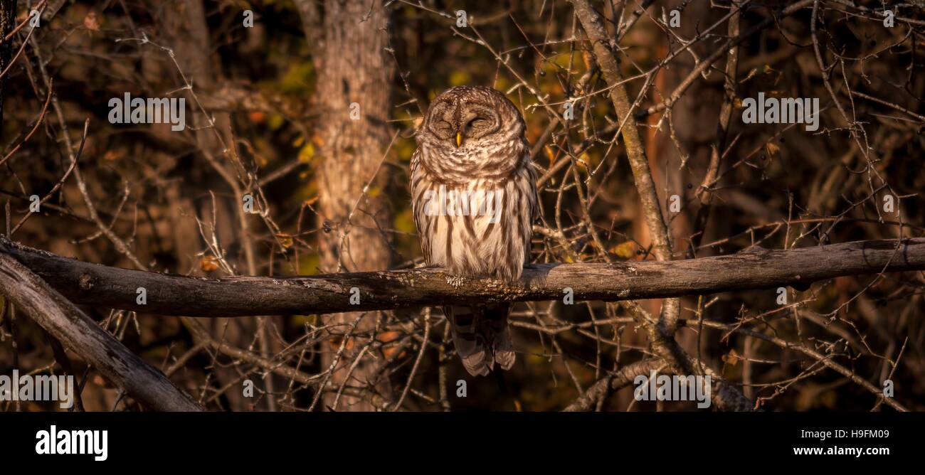 Barred owl resting in the autumn sun Stock Photo - Alamy