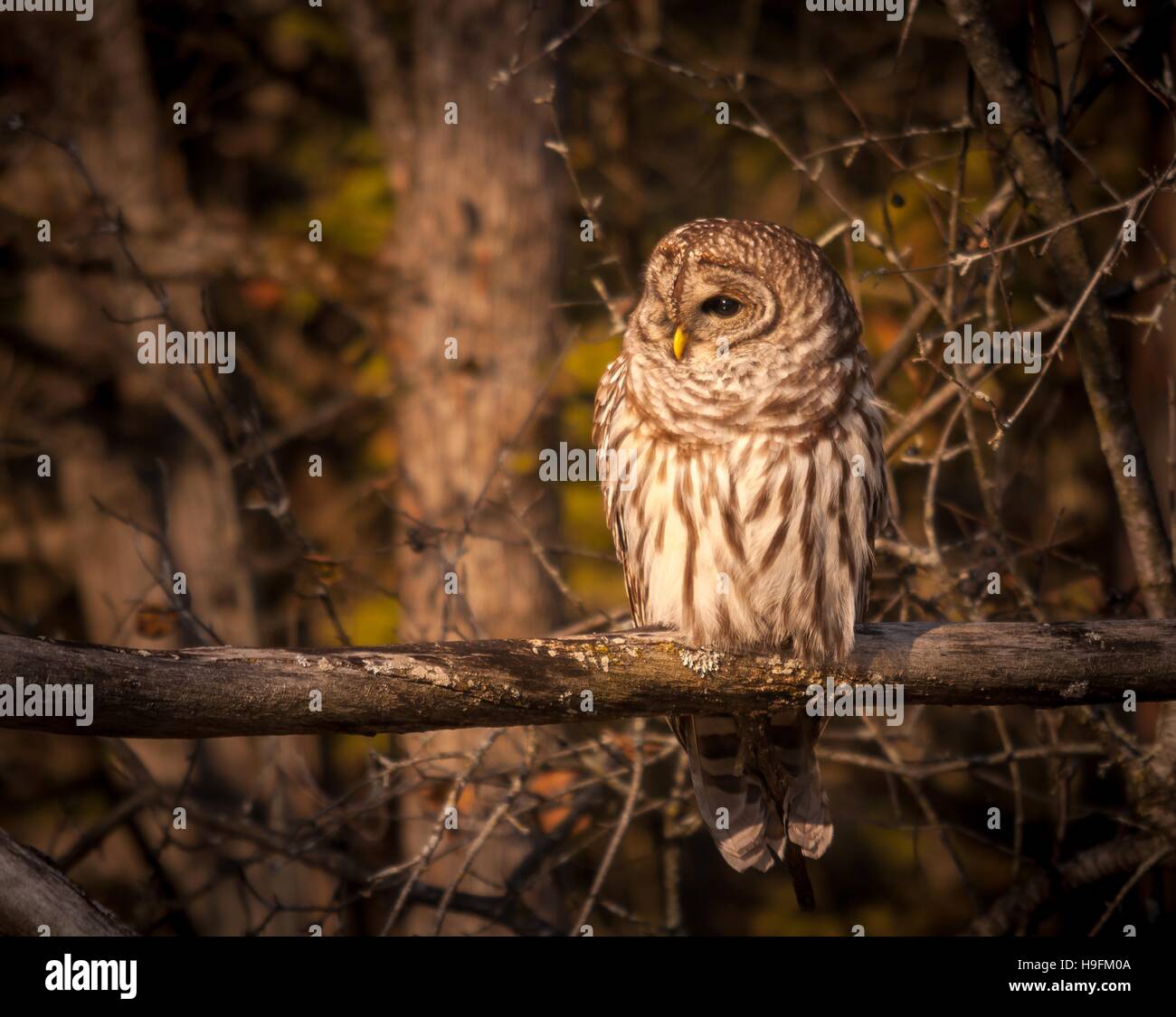 Barred owl in sun hi-res stock photography and images - Alamy