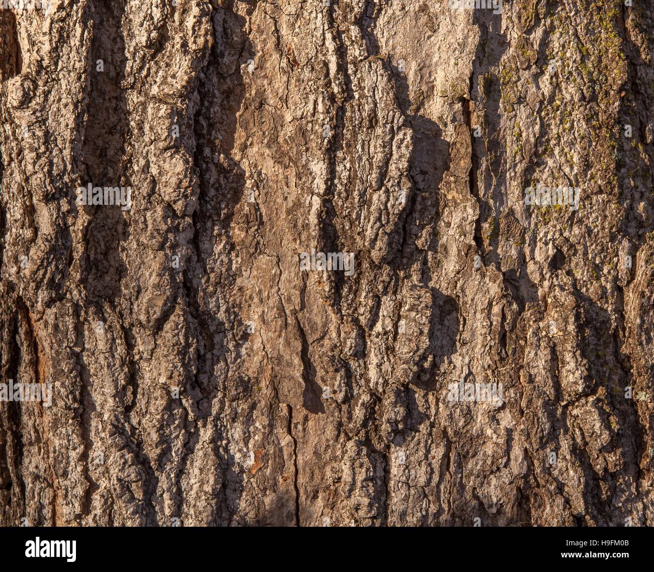 Tree bark in park hi-res stock photography and images - Alamy