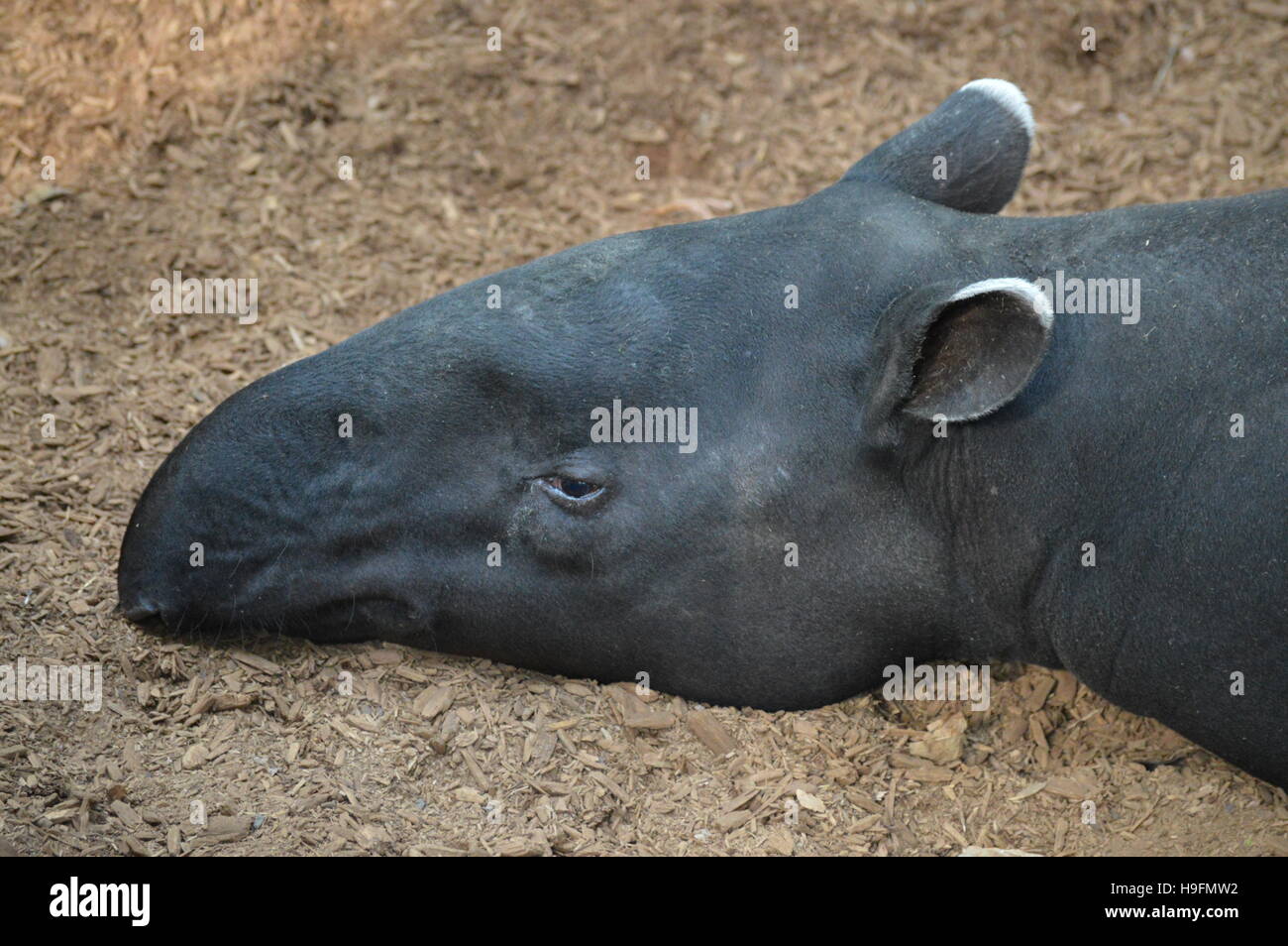 Tapir head hi-res stock photography and images - Alamy