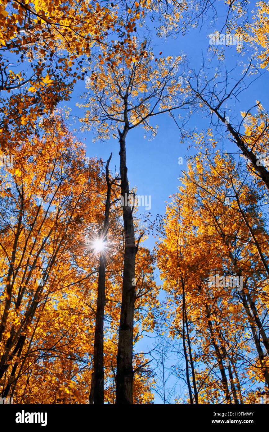 Sunny trees vertical hi-res stock photography and images - Alamy