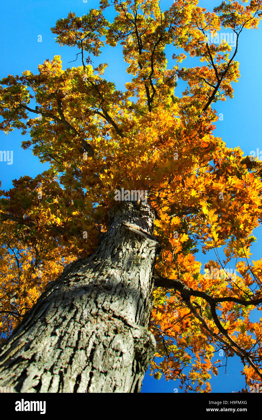 Oak tree with fall foliage Stock Photo - Alamy