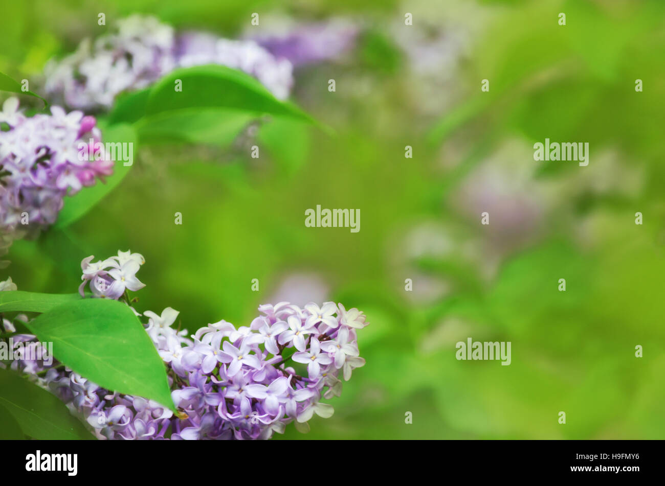 Lilac flower wallpaper hi-res stock photography and images - Alamy