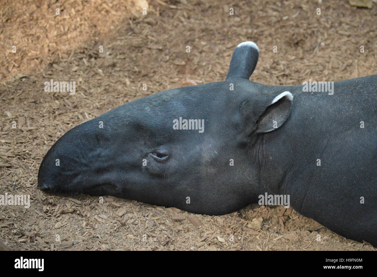 Tapir head hi-res stock photography and images - Alamy