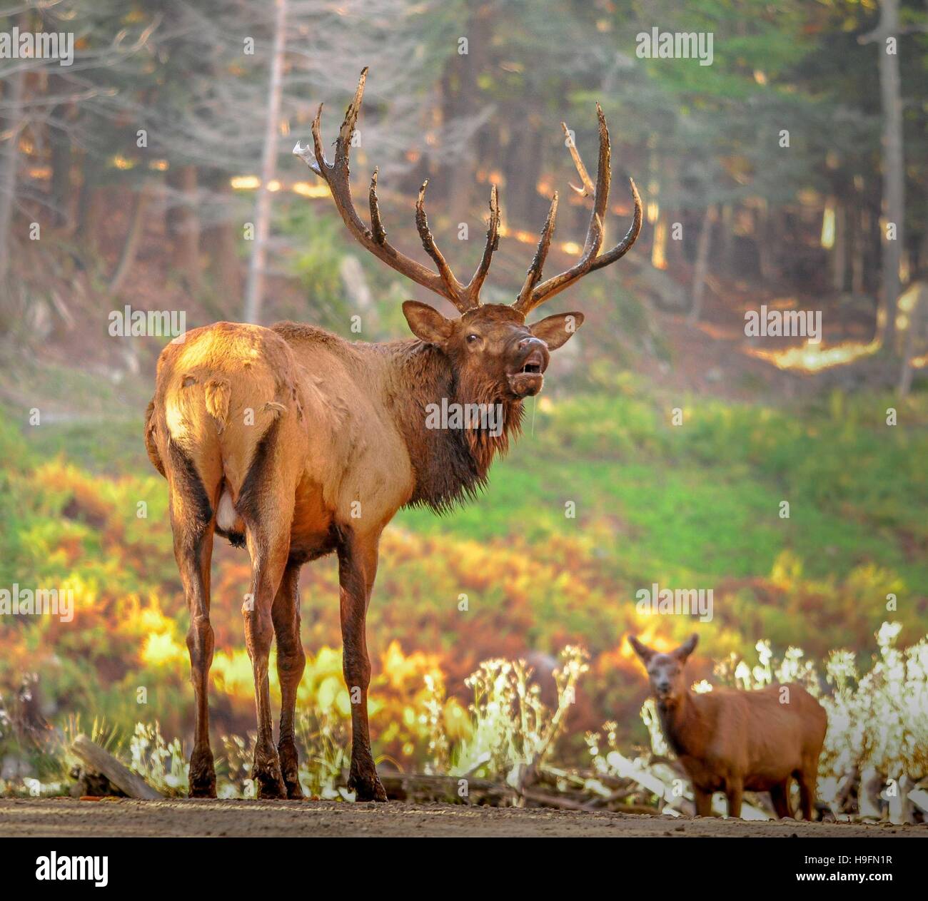 Bull calling hi-res stock photography and images - Alamy