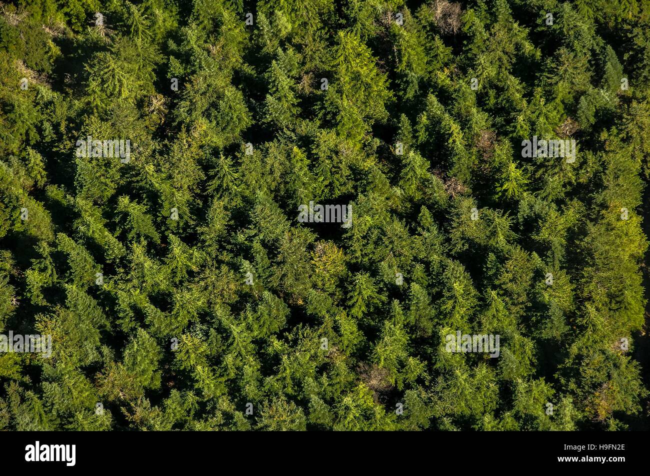 Forest from above Stock Photo - Alamy