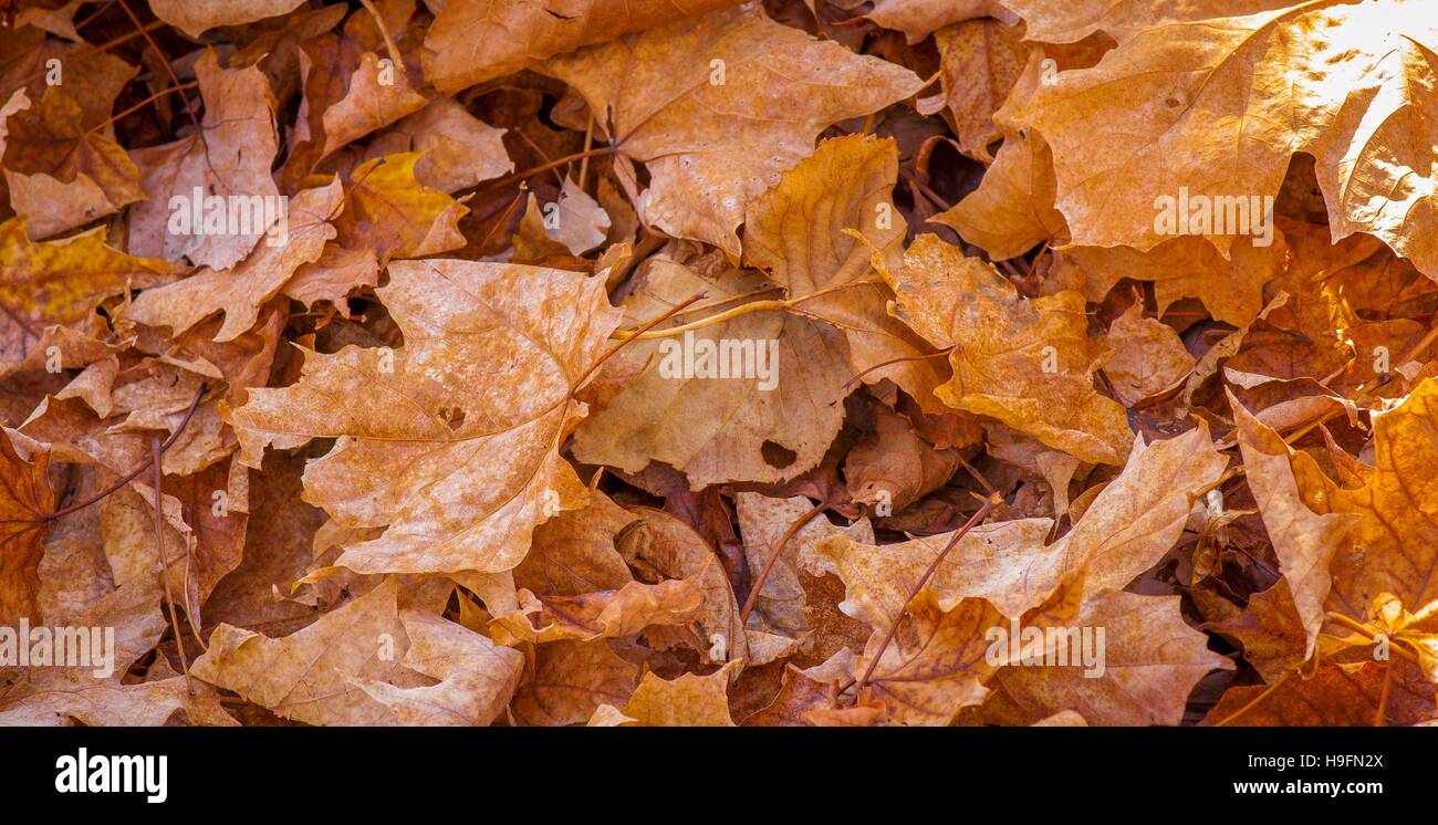 Dead leaves in the fall Stock Photo - Alamy
