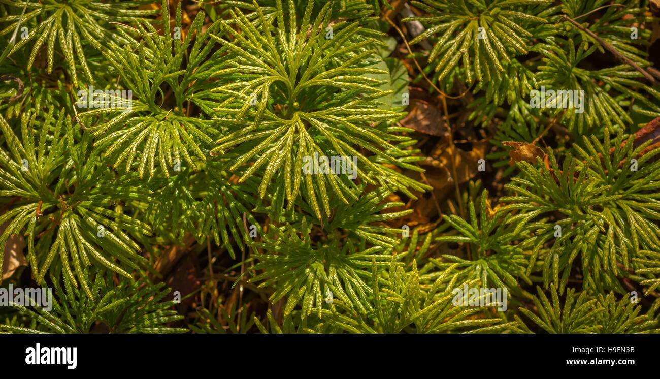 Green fall plants Stock Photo - Alamy