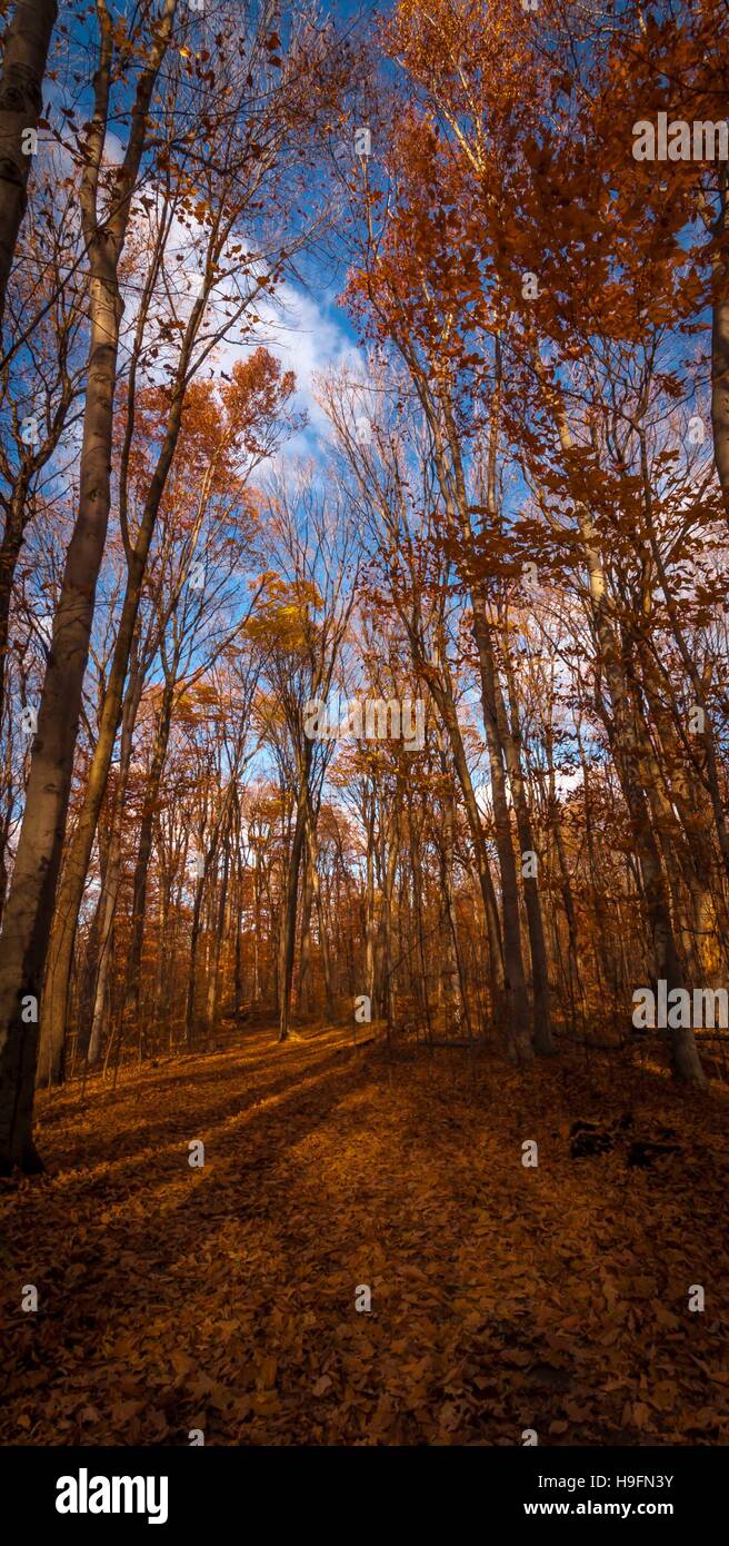 Fall forest trail hi-res stock photography and images - Alamy