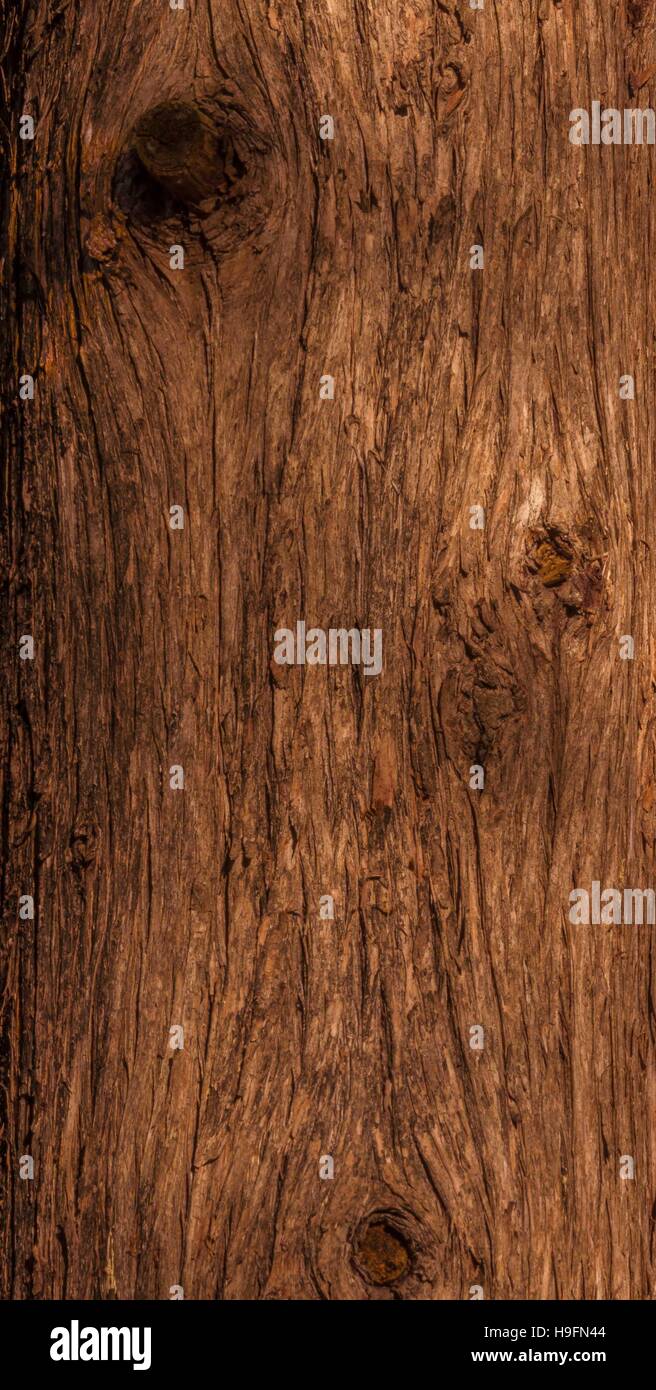 Cedar trunk bark Stock Photo - Alamy