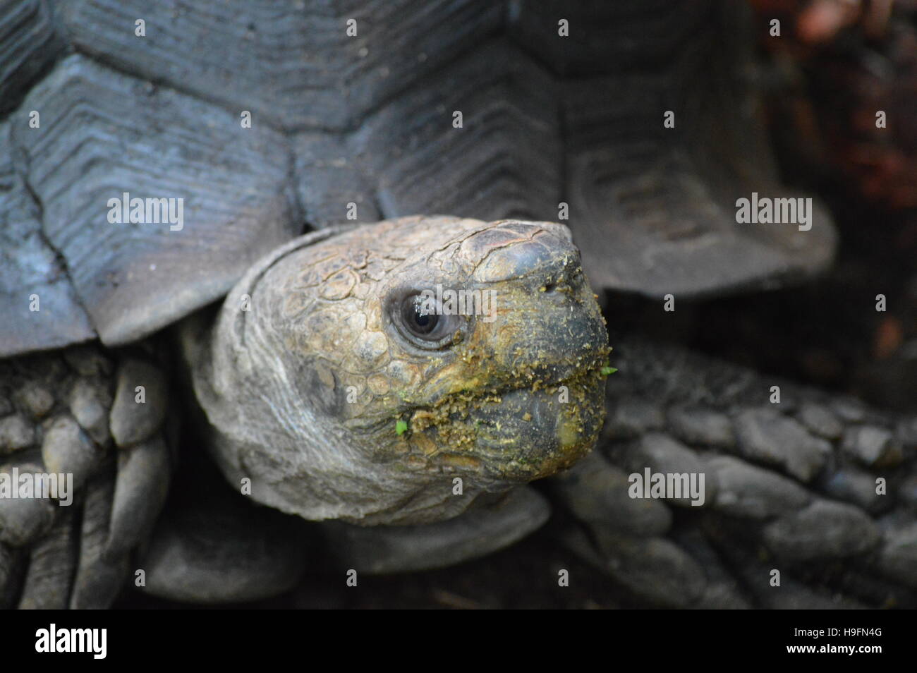 Tortoise eye hi-res stock photography and images - Alamy