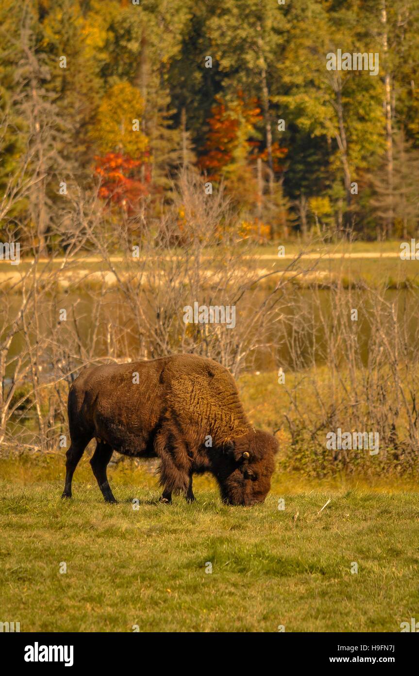 Bison eating grass in autumn in quebec hi-res stock photography and ...