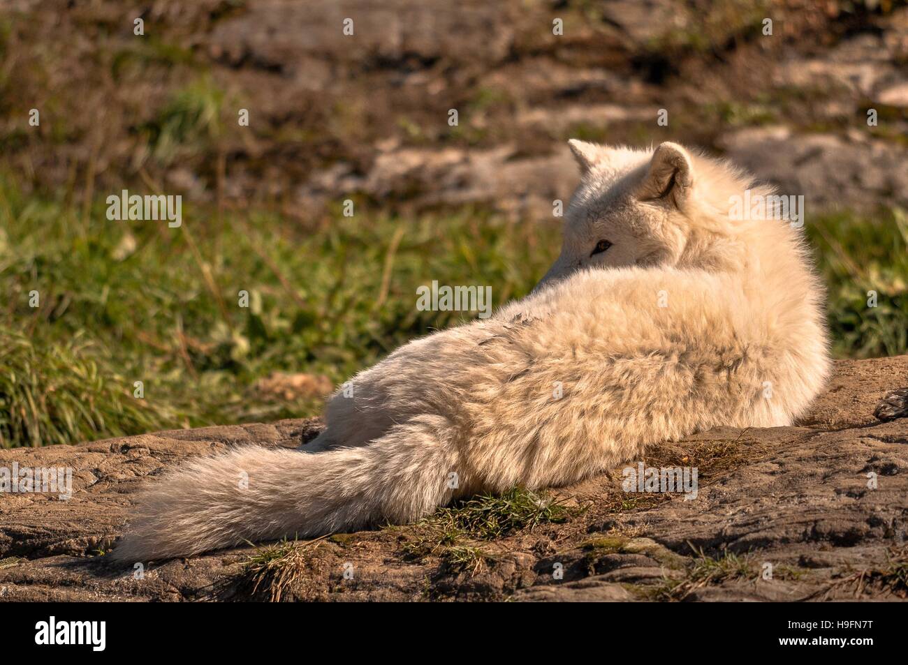 Arctic wolf enjoying the sun, Quebec, Canada Stock Photo - Alamy