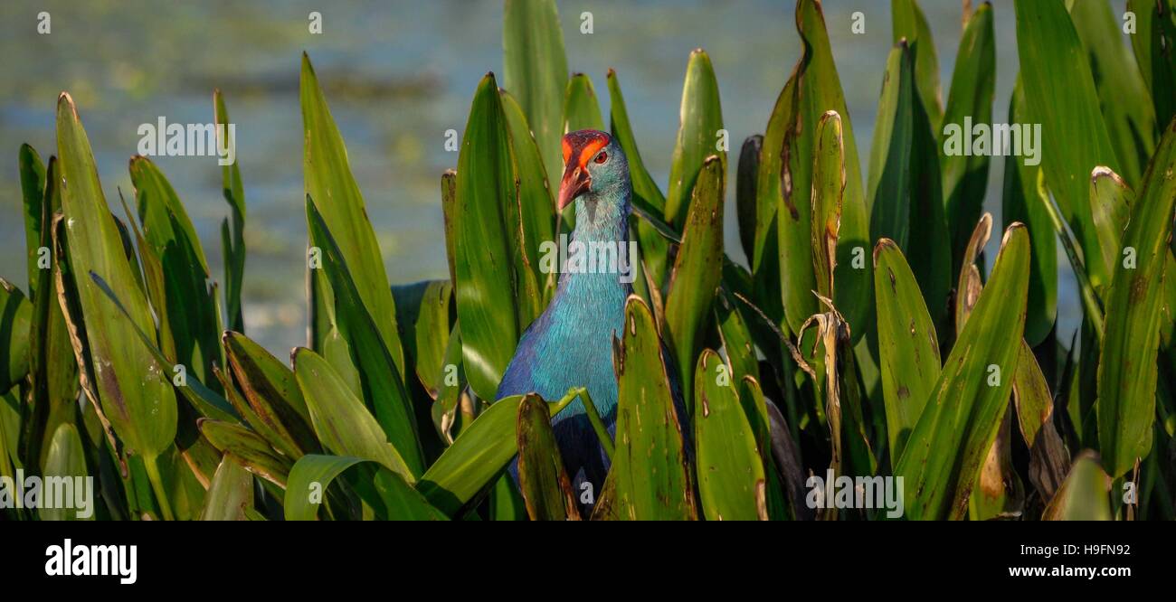 Florida marsh bird hi-res stock photography and images - Alamy