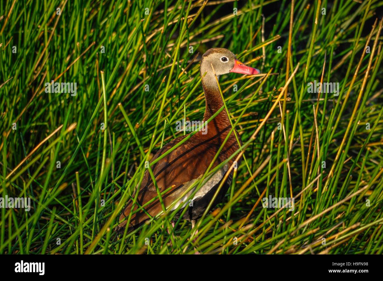 Black bellied whistling duck taking a break from the action in Florida ...