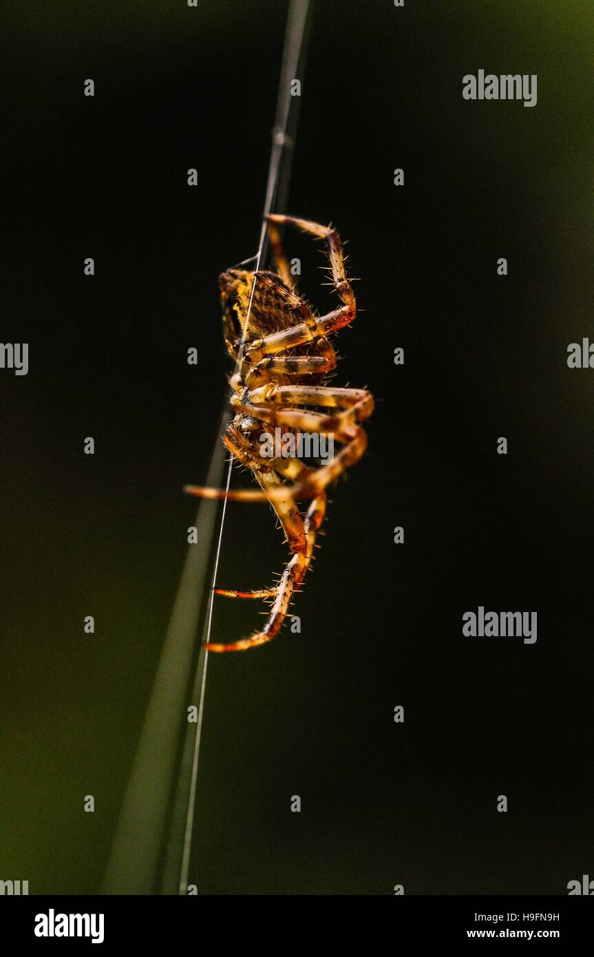 Spider hanging hi-res stock photography and images - Alamy