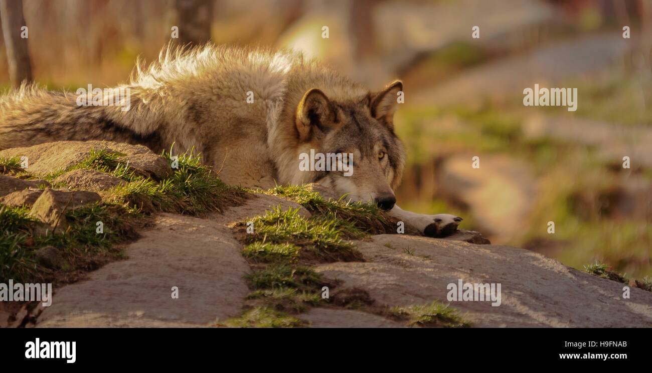 Grey wolf looking right Stock Photo - Alamy
