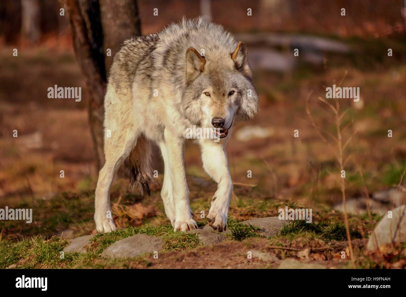 Grey wolf walking in the fall, Quebec, Canada Stock Photo - Alamy