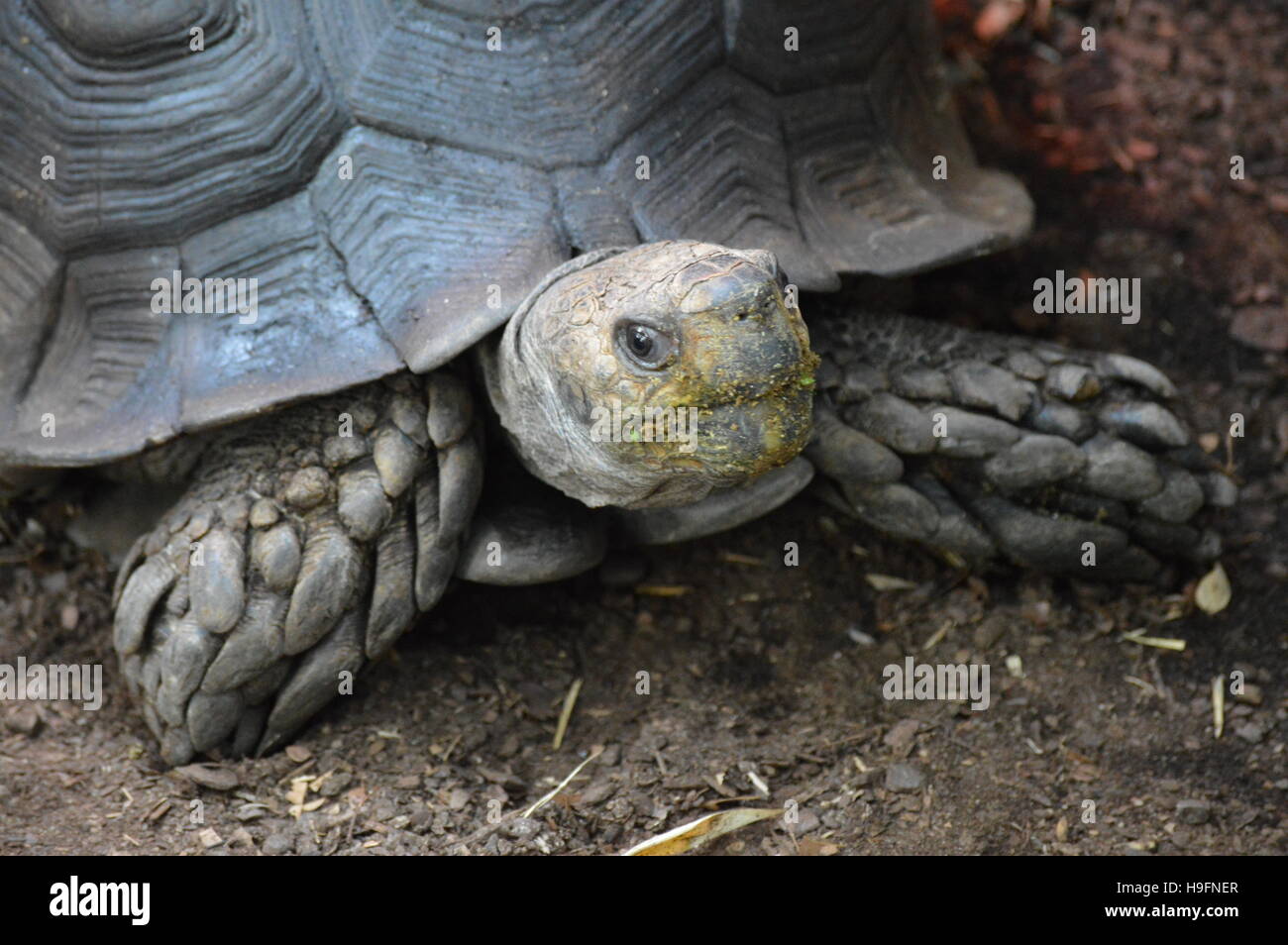 Tortoise eye hi-res stock photography and images - Alamy