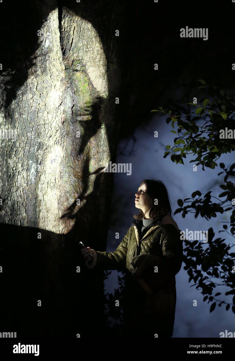 Light and mist transform Edinburgh's George Square Gardens with shadowy ...