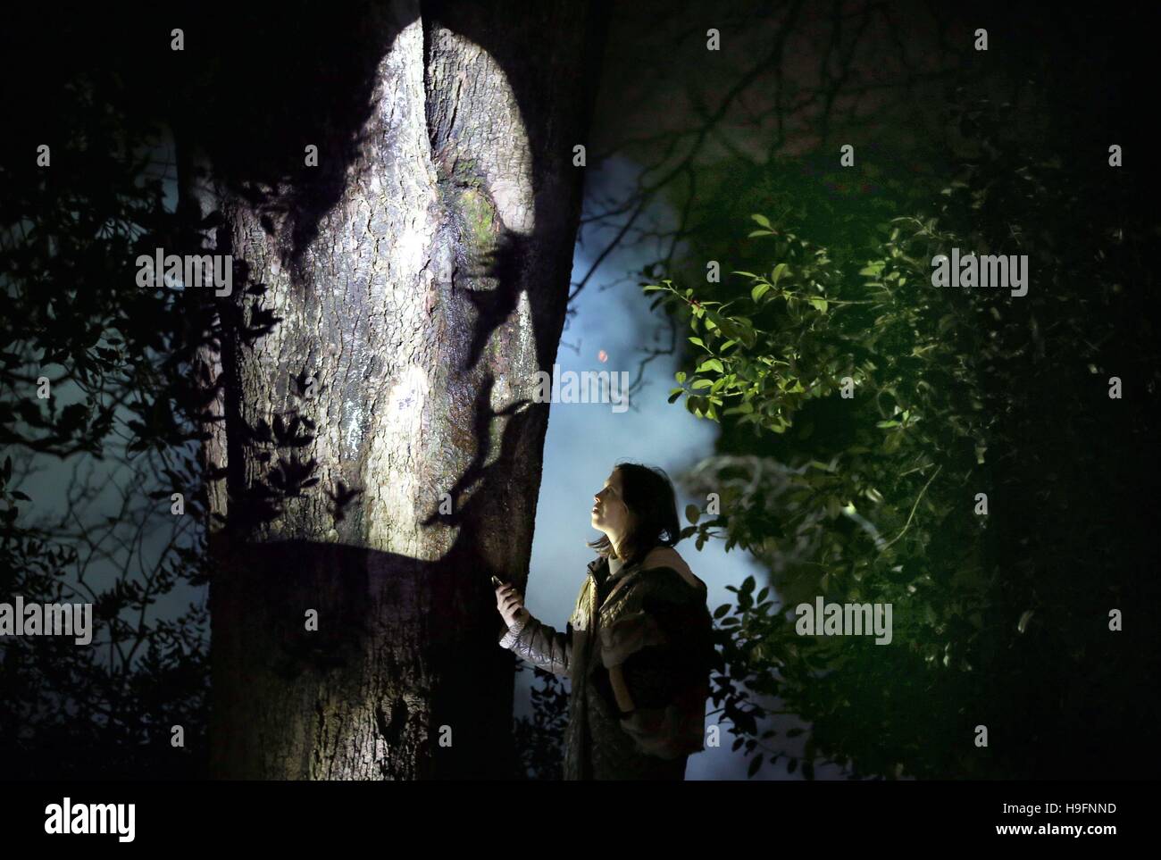 Light and mist transform Edinburgh's George Square Gardens with shadowy ...