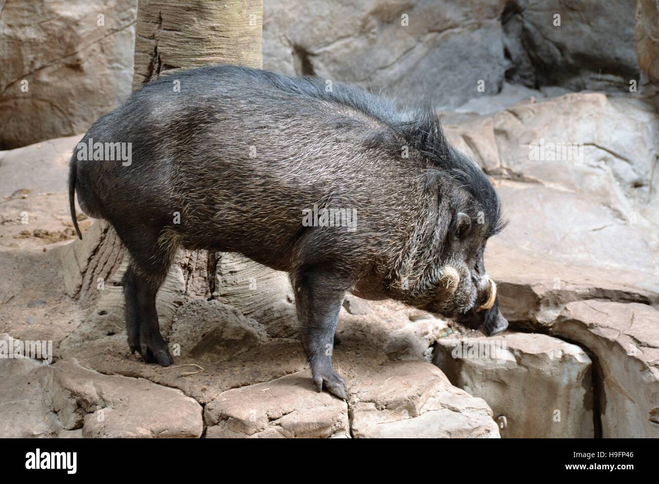 Visayan Warty Pig Stock Photo - Alamy