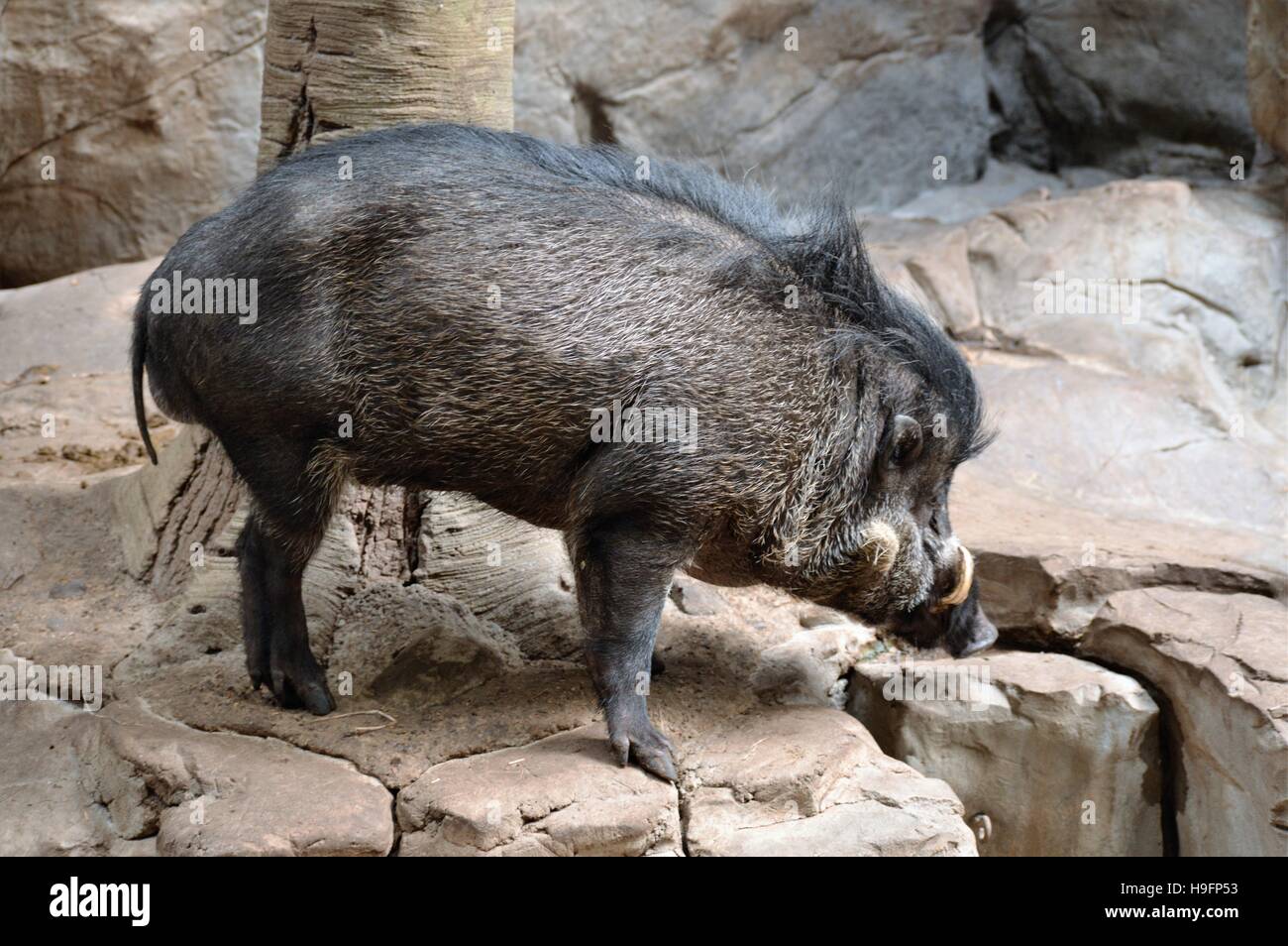 Visayan Warty Pig Stock Photo - Alamy