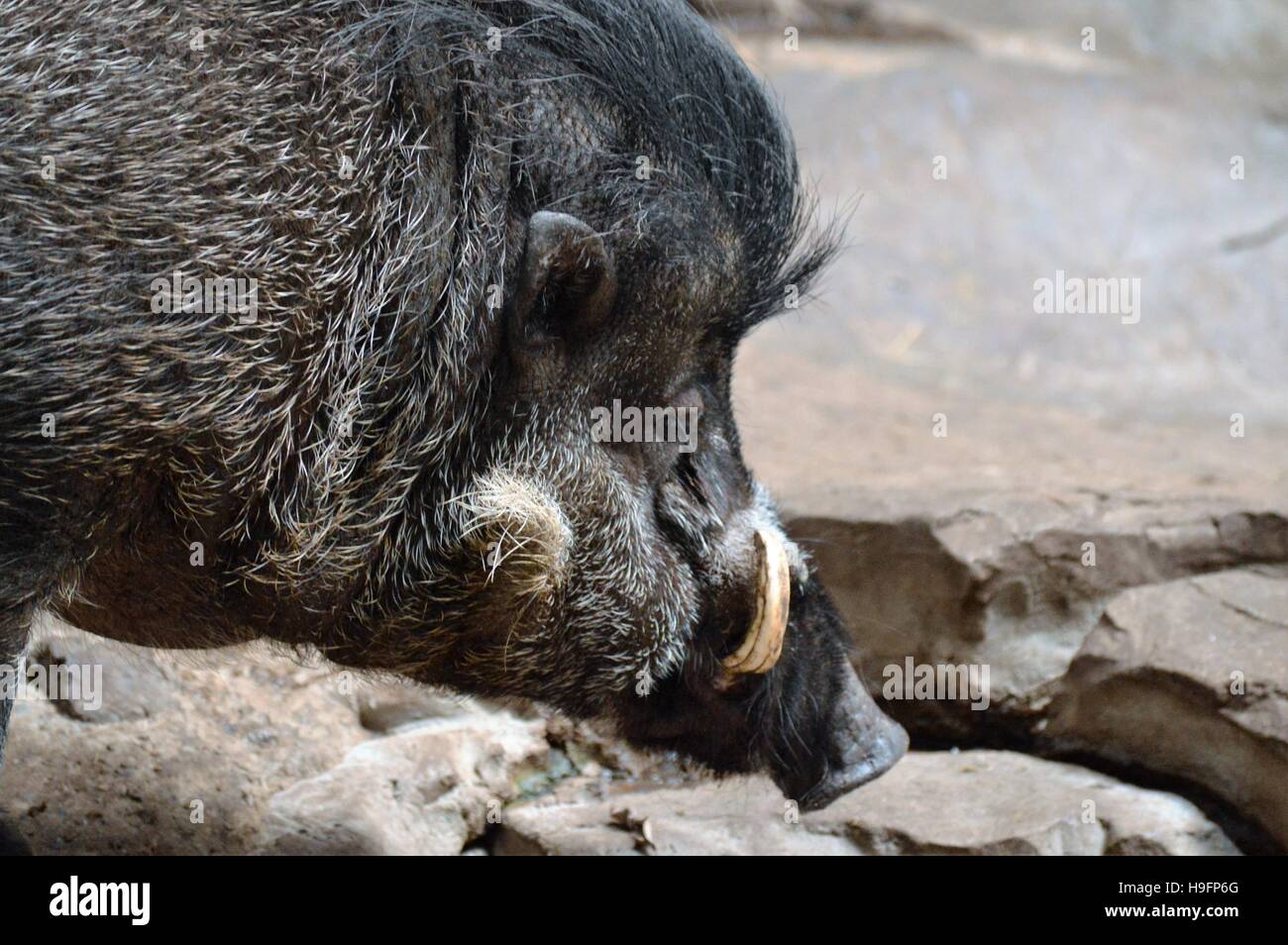 Visayan Warty Pig Stock Photo - Alamy