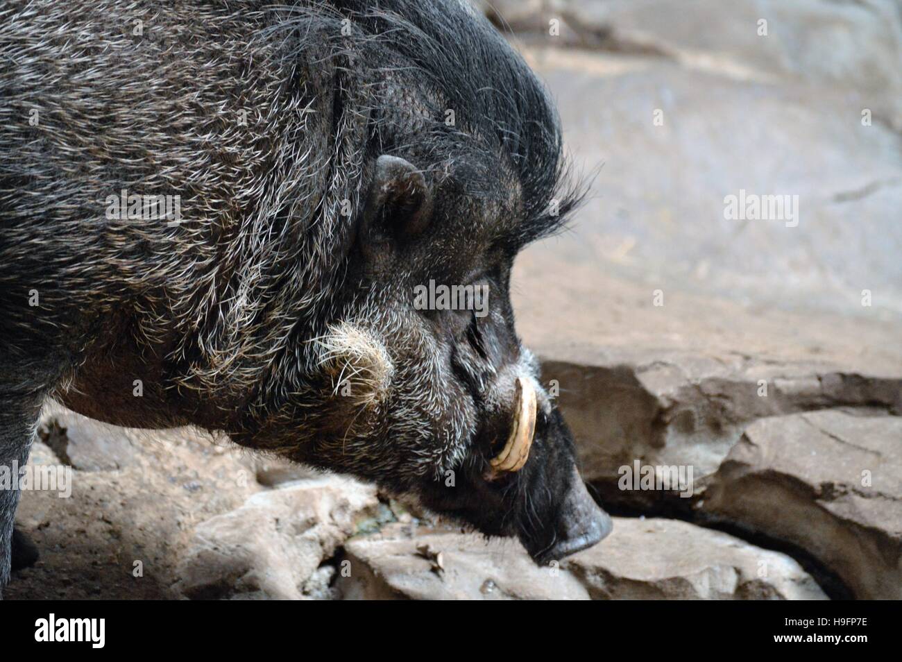 Visayan Warty Pig Stock Photo - Alamy