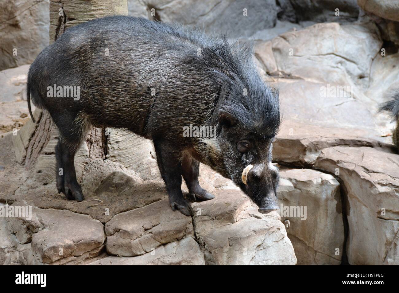 Visayan Warty Pig Stock Photo - Alamy