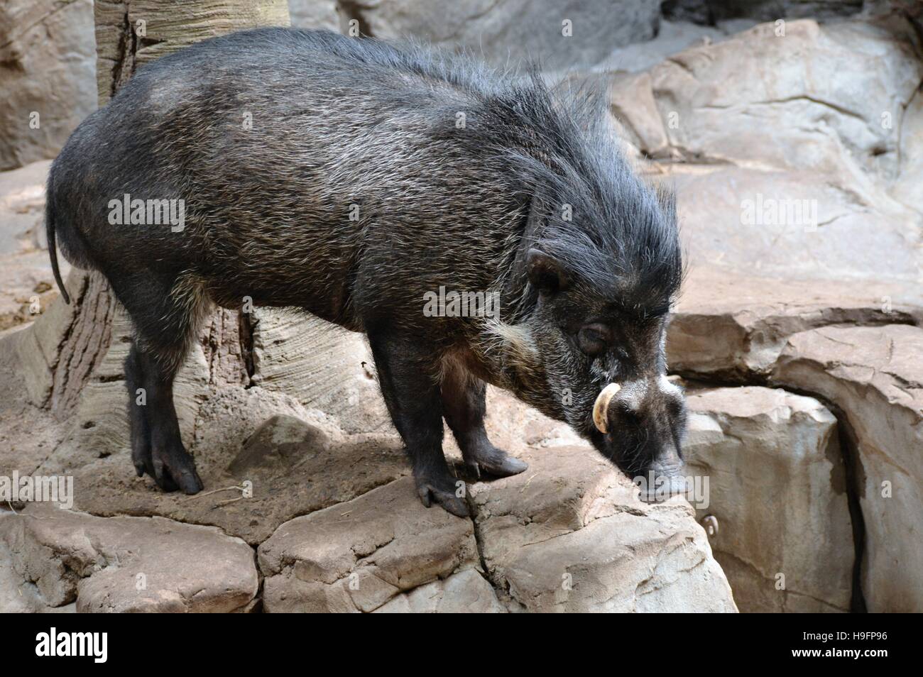 Visayan Warty Pig Stock Photo - Alamy