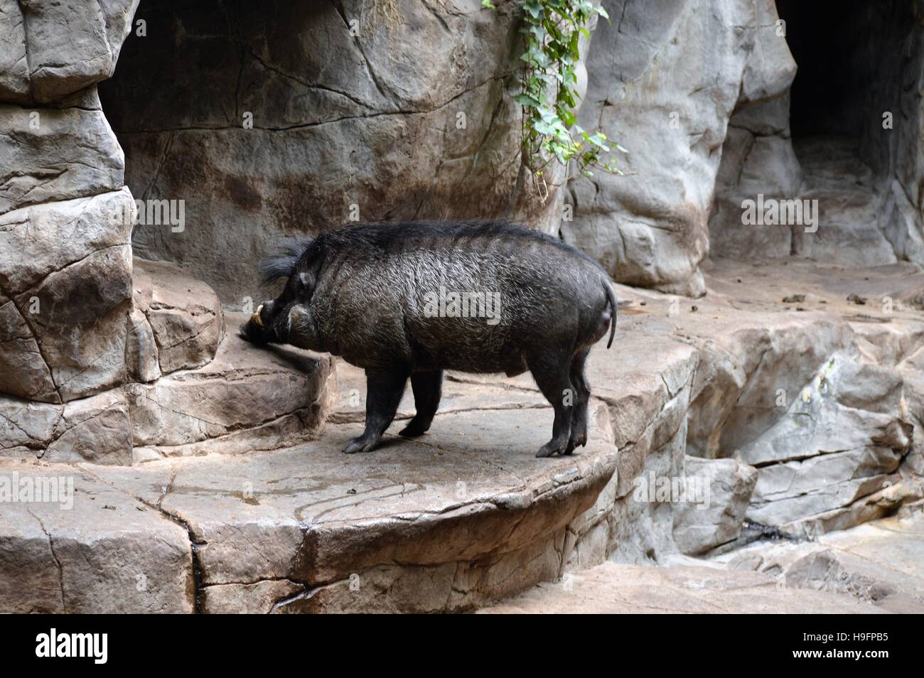 Visayan Warty Pig Stock Photo - Alamy