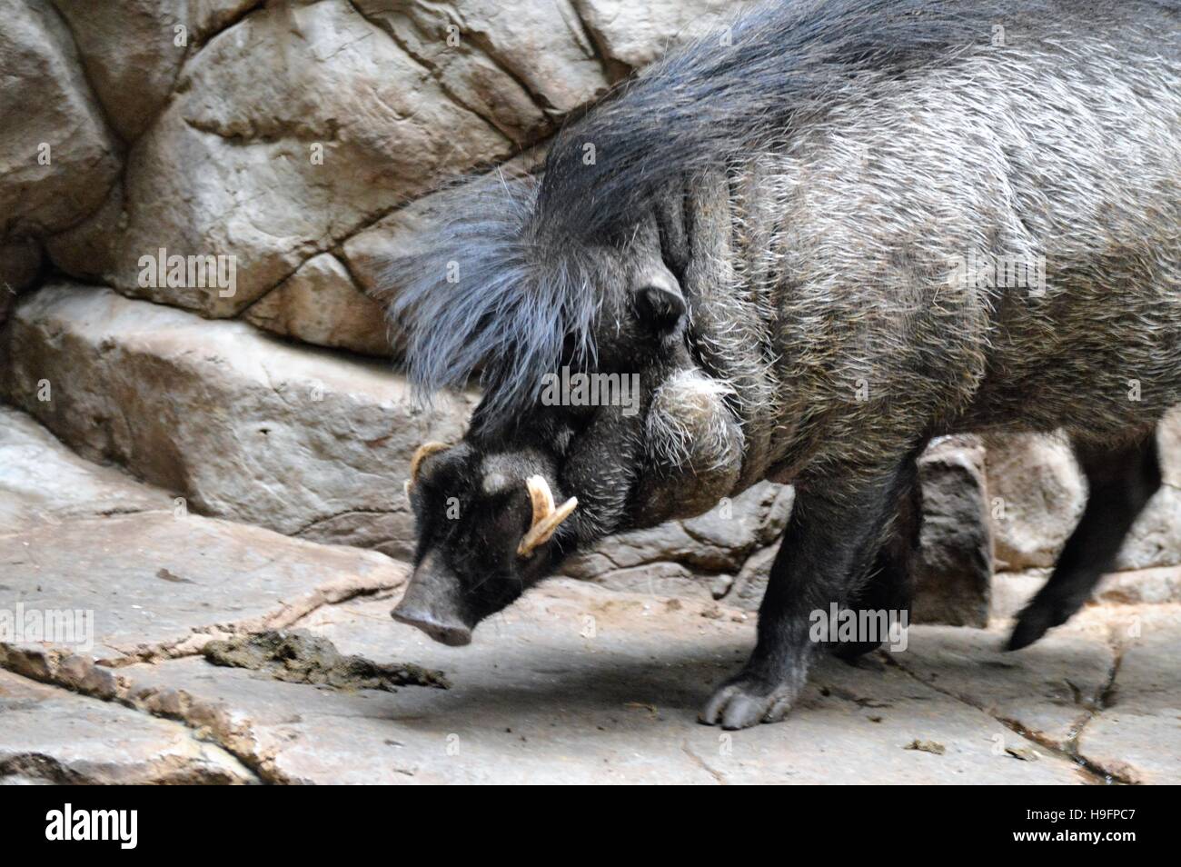 Visayan Warty Pig Stock Photo - Alamy