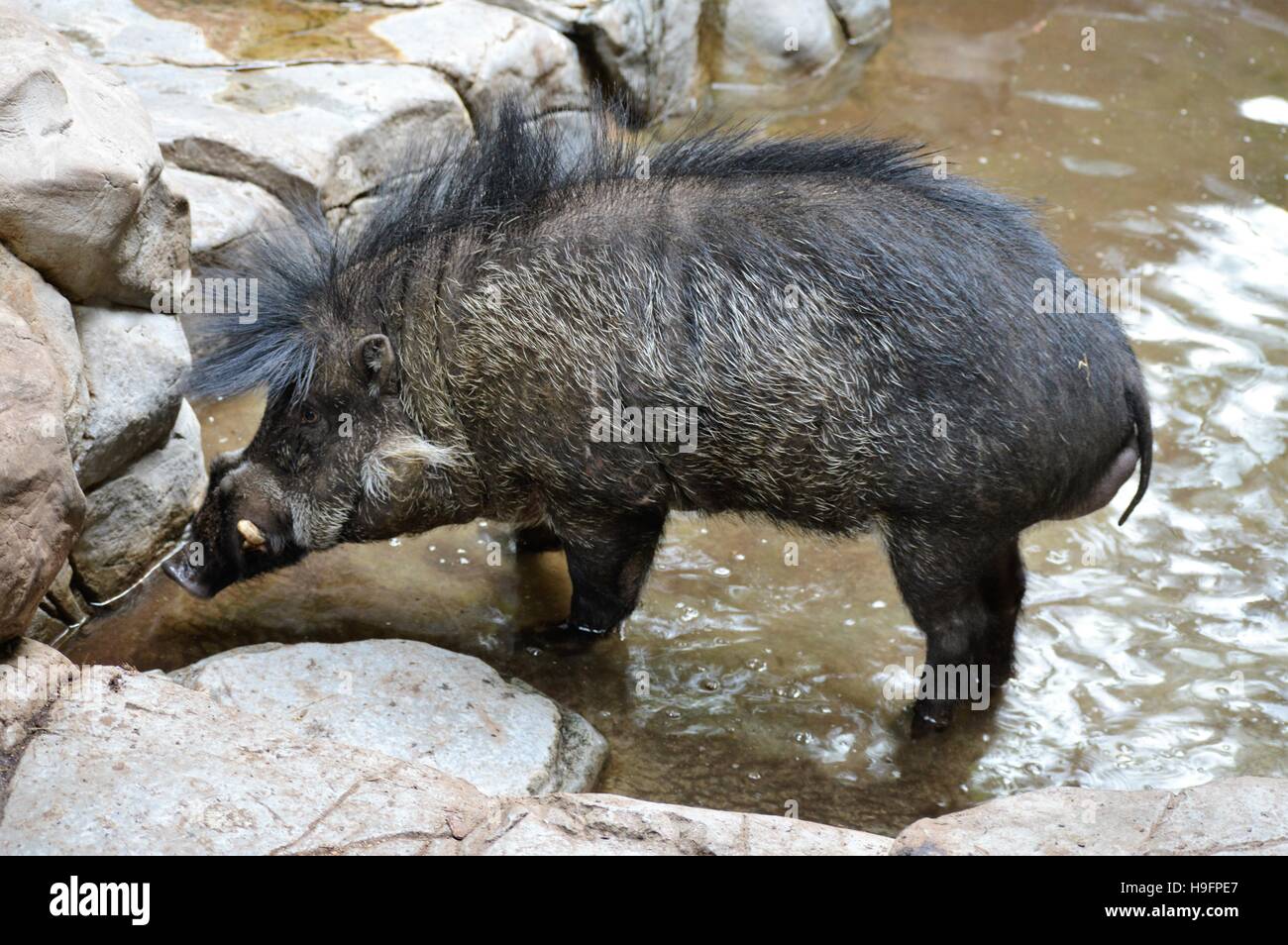 Visayan Warty Pig Stock Photo - Alamy