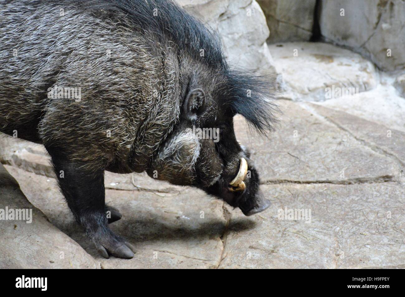 Visayan Warty Pig Stock Photo - Alamy