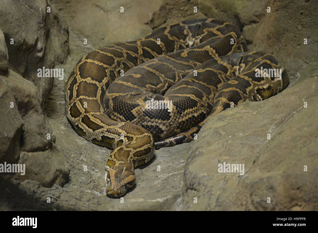 Burmese rock python hi-res stock photography and images - Alamy