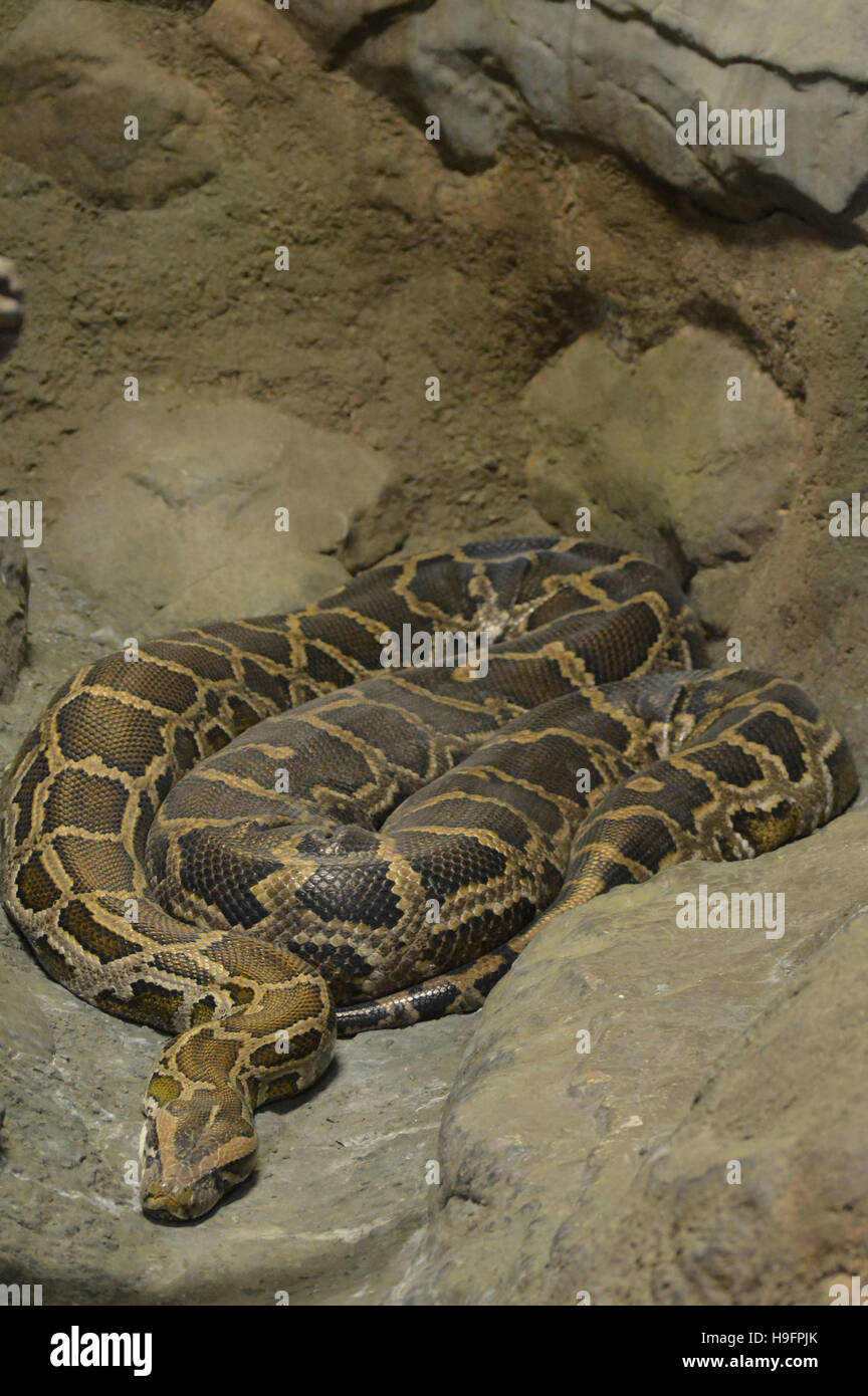 Burmese rock python hi-res stock photography and images - Alamy