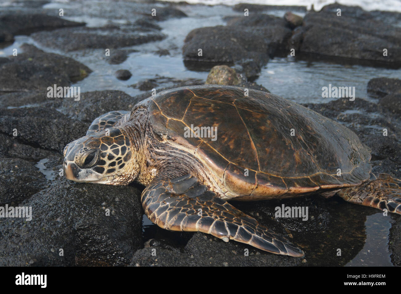 The green sea turtle, also known as the green turtle, black turtle, or ...